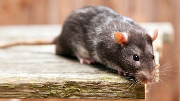Rat breaks into Indian ATM, consumes cash | ATM Marketplace
