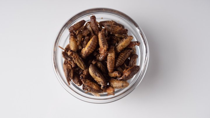 Vending machine in Australia sells edible bugs | Vending Times