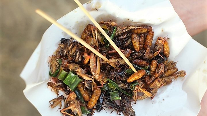 Japanese vending machine offers edible insects | Vending Times