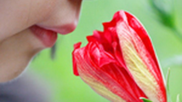 Crafting the perfect ambient scent for your stores via the 'six scent ...