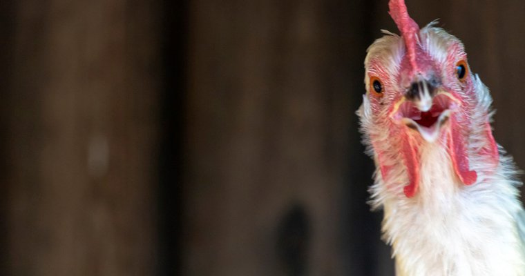 Kfc Chickens Without Beaks