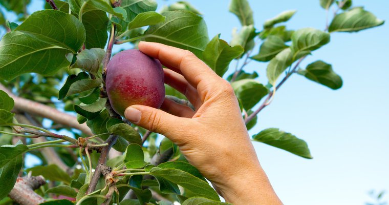 The 'low-hanging (financial) fruit' right outside your QSR window | QSR Web
