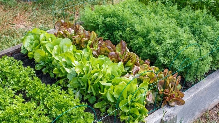 Food trucks and hyper-local food sourcing: Growing produce in your own ...