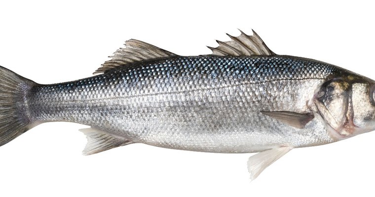 Police charge teenager for taping fish to ATMs in Utah | ATM Marketplace