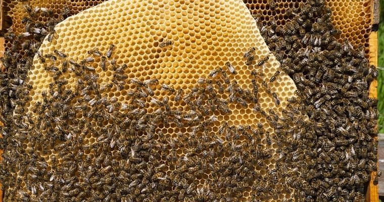 50 strange vending machines | Vending Times