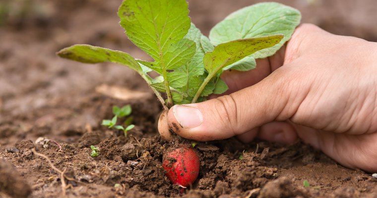 Rooting out today's top culinary trends | QSR Web