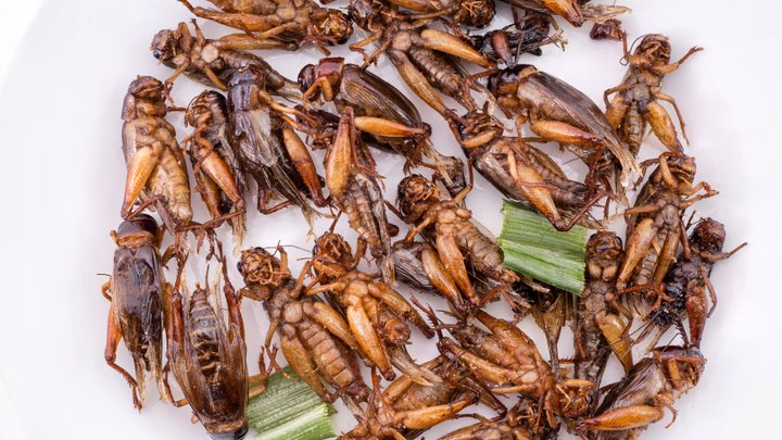 Bugging out: Is cricket flour on your menu? | Pizza Marketplace