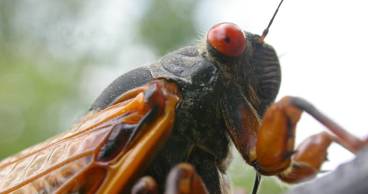 When your pie looks back at you -- the cicada pizza experiment | Pizza ...