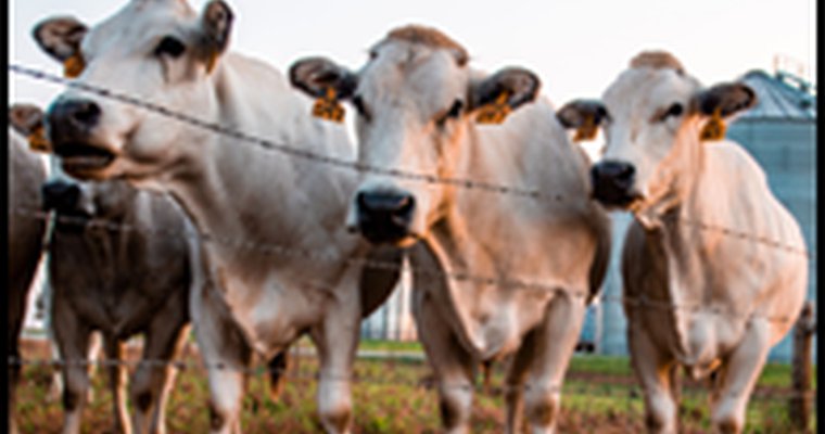 Hopdoddy using only humanely raised cattle for burgers | Fast Casual