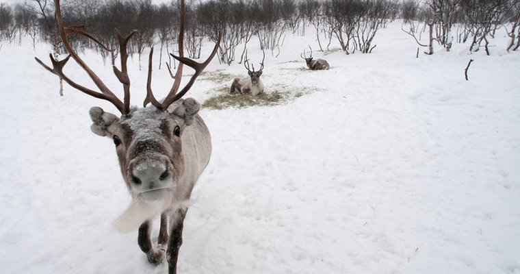 Curse you, unruly reindeer! Domino's reins in reindeer delivery plan ...