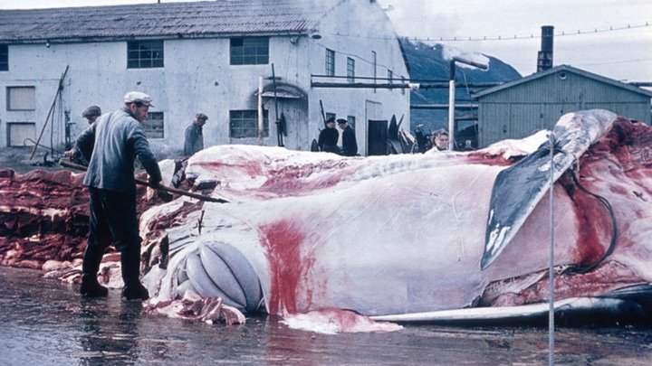 Japan whaling company expands whale meat in vending machines | Vending ...